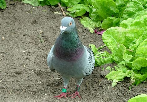 Archiv Von Aktuellen Bildern 2014 07 07 1 Brieftaube 2014 06 20