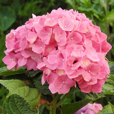 Terbaru 50 Gambar Bunga Hydrangea