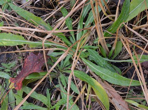 Helenium Virginicum Virginia Sneezeweed Fsus