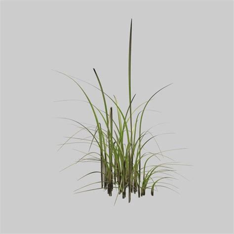 Marram Grass 3d Model 25 C4d Free3d