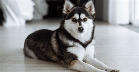 15 Key Characteristics And Care Tips For The Pomsky