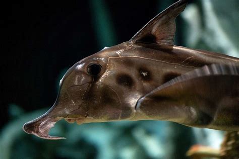 Real Elephant Fish Two Oceans Aquarium على X 🦈morning