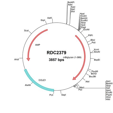 Biglycan Products Bio Techne