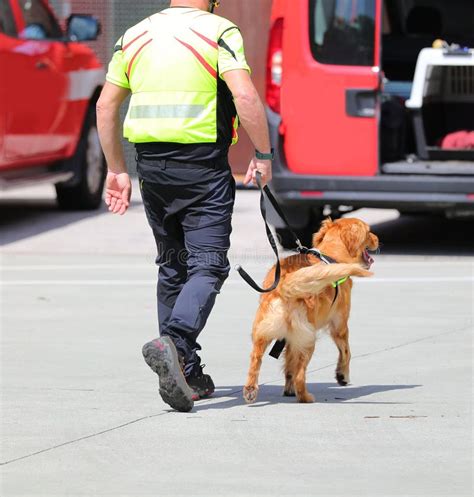 Molecular Detection Dog On The Job And Handler During A Search Stock