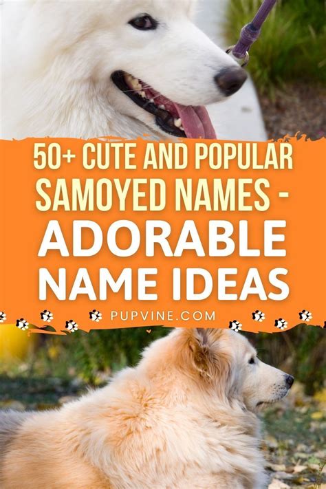 50 Cute And Popular Samoyed Names Adorable Name Ideas Corgi Puppy