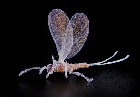 Pseudococcus Longispinus Tim Lenhardt Flickr