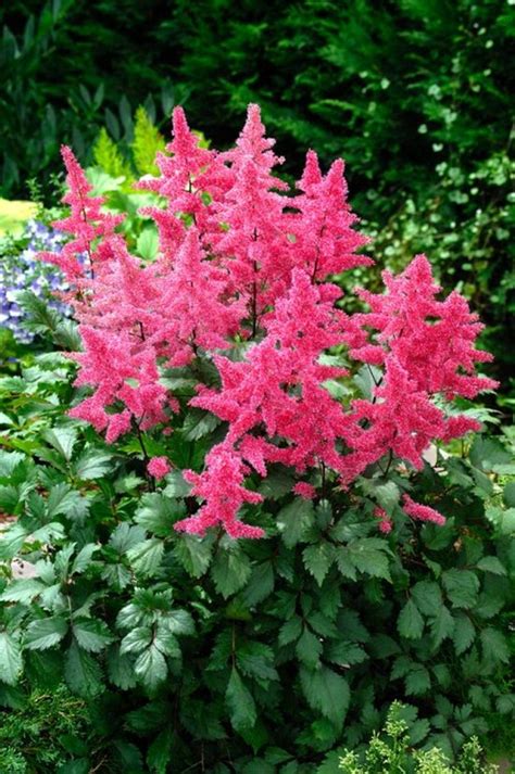 Plants Online Tuinplanten Vaste Planten Tuinplanten Varens Tuinplanten Bol