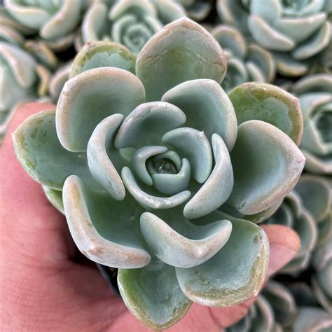 Echeveria 'Orpet' (2" Pot) | Little Prince To Go