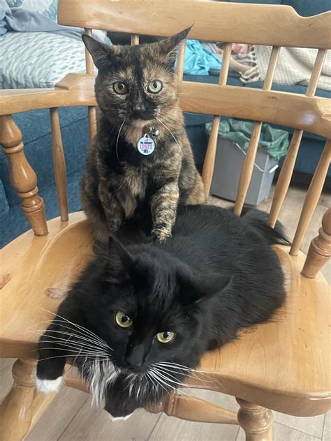 Nyx And Her Mini Me Stevie Nyx R Torties