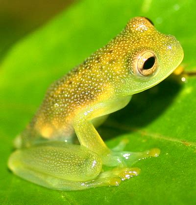 Glass Frogs Centrolenidae The Night Tour Drake Bay Costa Rica