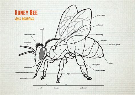 Honey Bee Anatomy And Lifecycle On Behance Bee Drawing Bee Diagram