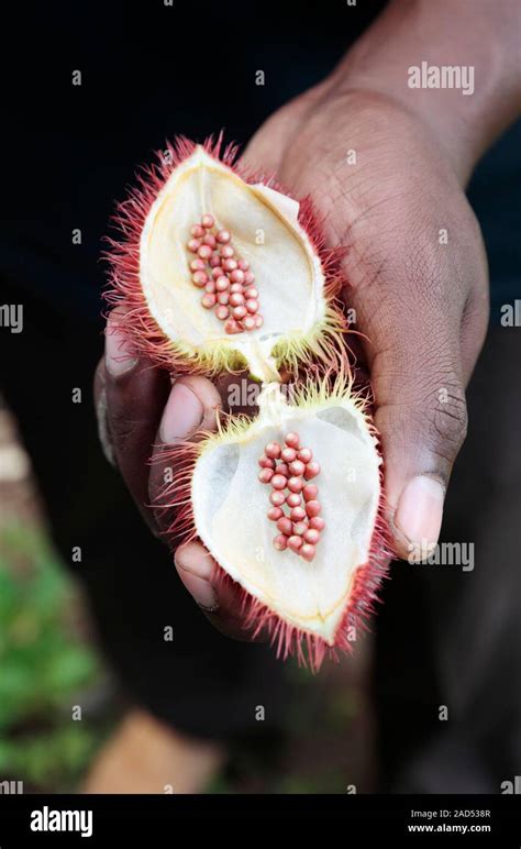 Lipstick Tree Bixa Orellana Seed Pod Opened To Show The Seeds This