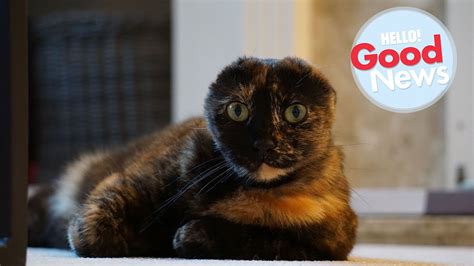 Missy The Cat With No Ears Finds Her Forever Home