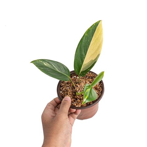 Scindapsus Rupestris Aurea Variegated Aroid Market