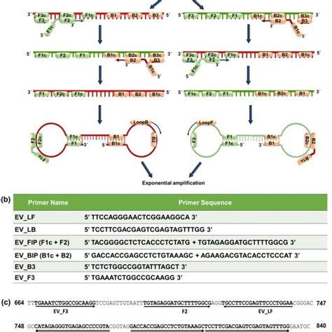 Schematic Illustration Of The Principle Of Lamp Assay Lamp Assay Uses Download Scientific