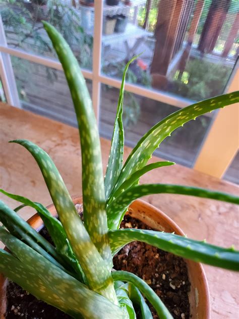 Aloe Vera Gardening In Pearls