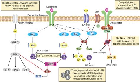 Dopamine Functions Signaling And Association With Neurological