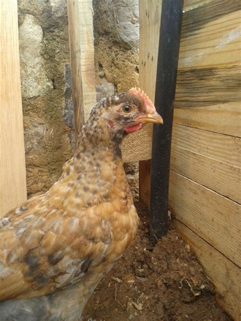 Mis Pollitos Gallos O Gallinas