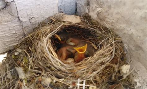 ¿qué Tipos De Nidos Construyen Diferentes Especies De Aves