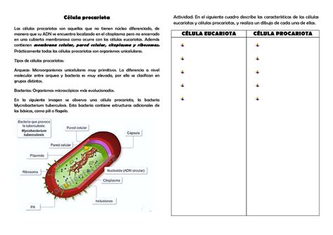 Célula Procariota Ficha Informativa CÈlula Procariota Las CÈlulas Procariotas Son Aquellas