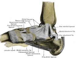 Plantar Calcaneonavicular Ligament Wikipedia