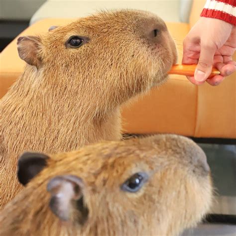 Capybara Cafe In Tokyo Japan Cafe Capyba