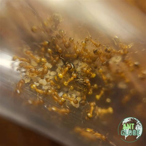 Temnothorax Parvulus Antglobe