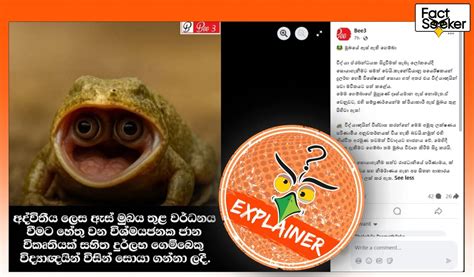 The True Story About The Frog With Eyes In Its Mouth Factseeker