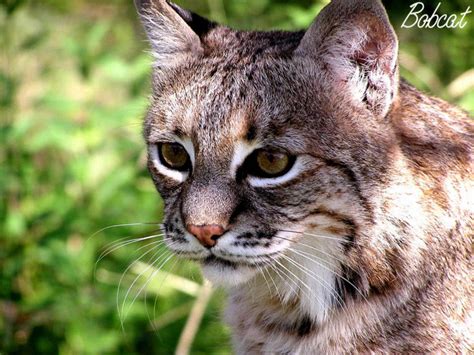 🔥 150 Bobcat Wallpapers Wallpapersafari
