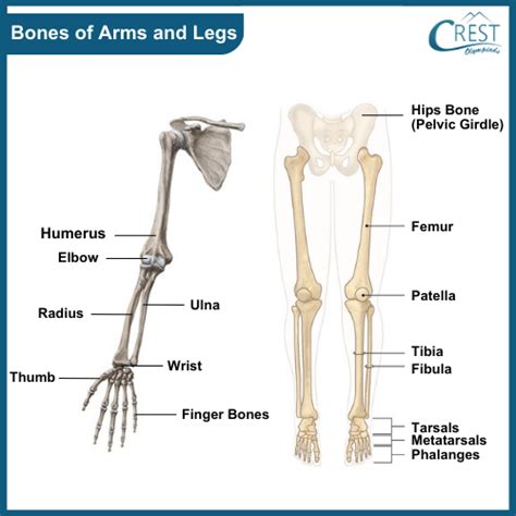 Class 5 Organ Systems Key Concepts Explained
