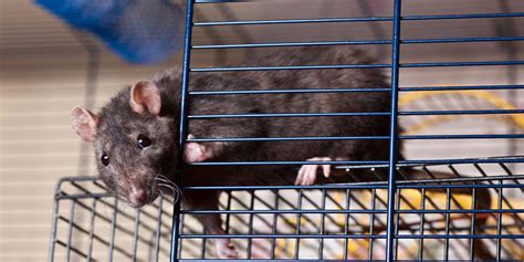 Diy Roof Rat Prevention Glendale Homeowners Can Use To Keep Rodents Out Invader Pest Management