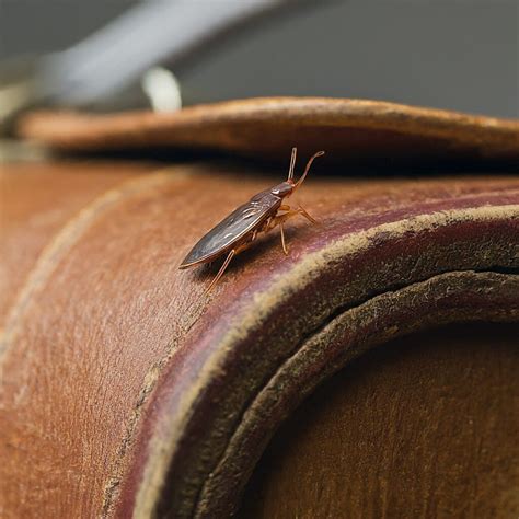 How Do Bed Bugs Spread Thermopest Pest Control