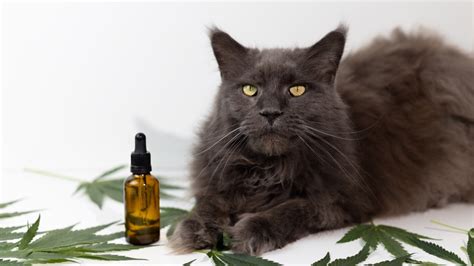 Best Cbd Oil For Cats Products For Your Feline Friend Greenstate