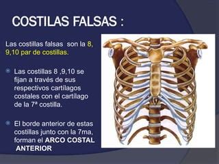 10 Anatomia Del Torax Morfologia 123456 Pptx
