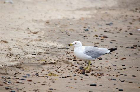 Sea Gull And Beach Stones Stock Image Image Of Stone 25744061