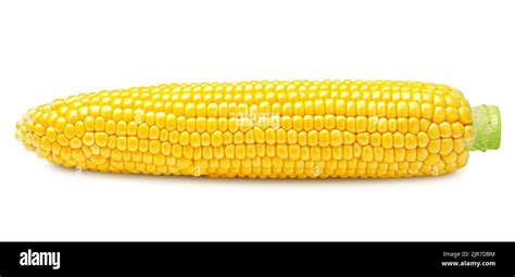Corn Ear Isolated On White Background Clipping Path Full Depth Of