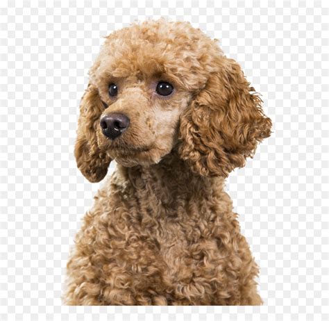 Standard Poodle Miniature Poodle Cockapoo Spanish Water Cockapoo With