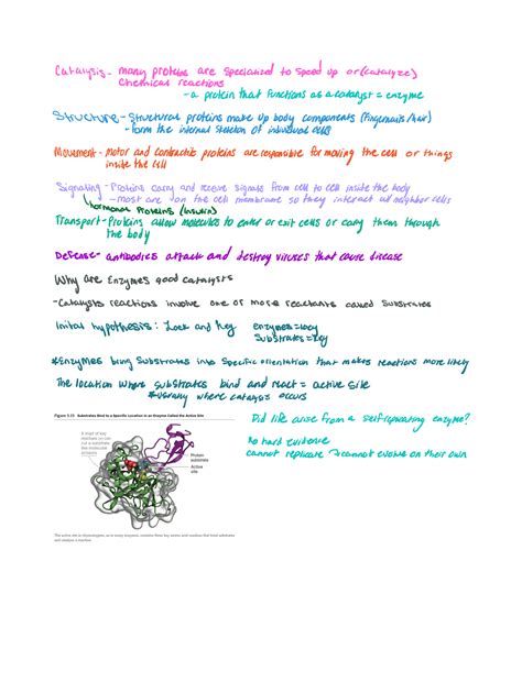34 Protein Functions Are As Diverse As Protein Structures Bio 161