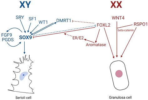 Diverse Regulation But Conserved Function Sox9 In Vertebrate Sex