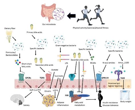 Exercice Microbiote Obésité Scfa Mehdi Kamel