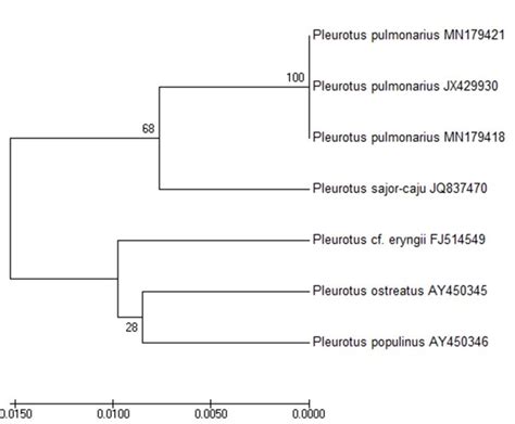 UPGMA Trees Based On ITS Sequences Showing The Phylogenetic Download Scientific Diagram