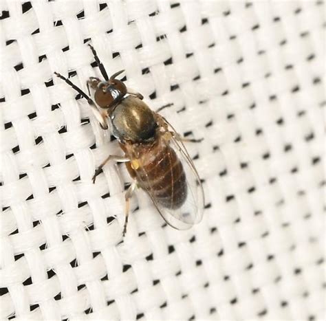 Tiny Fly Bugguidenet