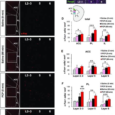 Quantification Of C Fos Cells In The Thalamus Of Chronic Saline And Download Scientific
