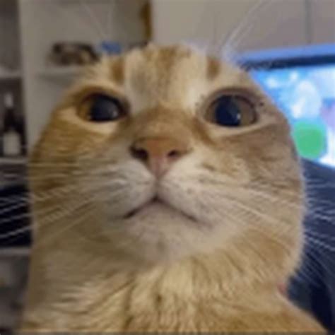 Chelsey Perschon Youtube