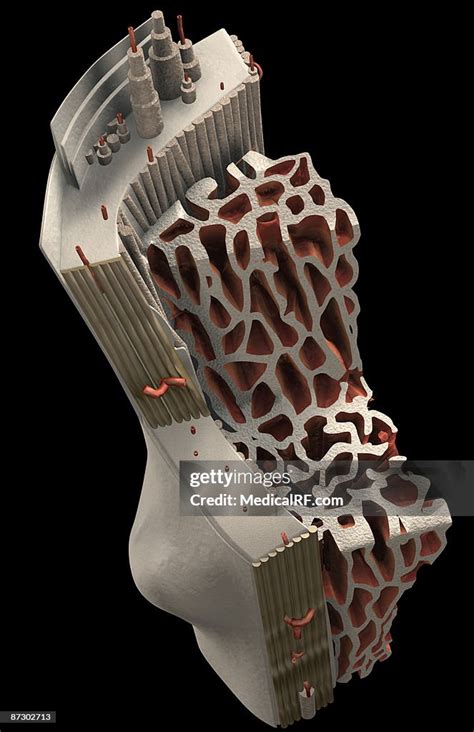 Bone Internal Structure High Res Vector Graphic Getty Images