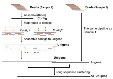 Schematic Of The Transcriptome Assembly Analysis Doi Download