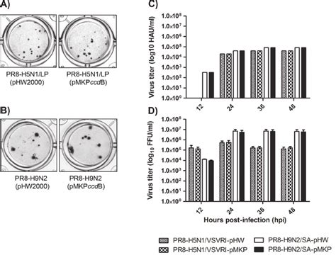 Characteristics Of 6 2 Reassortant Viruses The Pmkp Ccd B Plasmid Download Scientific Diagram