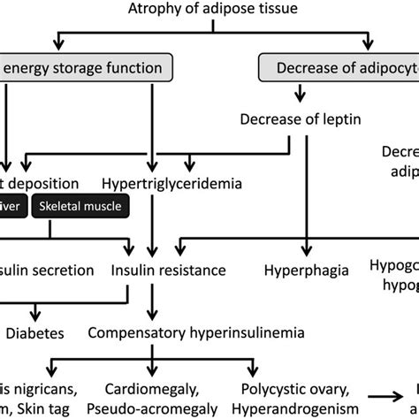 Pathophysiology Of Generalized Lipodystrophy Syndrome Download