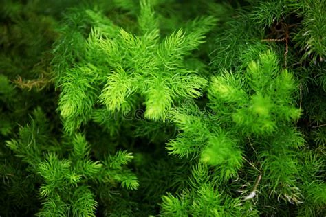 Leaves Tropical Forest Trees Texture Background Wallpaper Stock Image