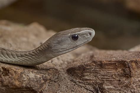 Why Knowing What Black Mamba Venom Does To The Human Body Is Crucial